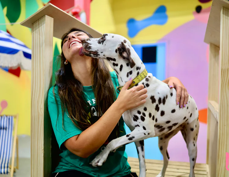 Dogs in Town - Booking