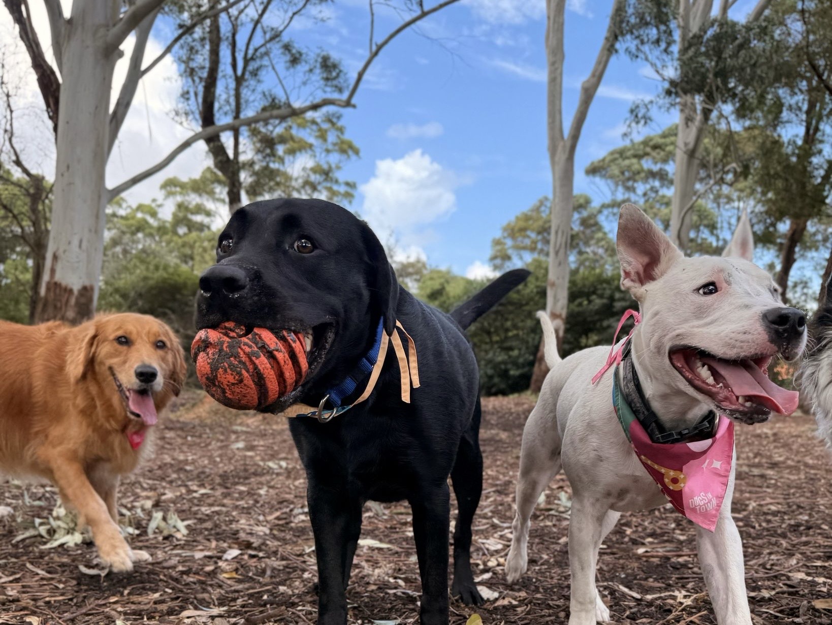 Dogs in Town - Booking
